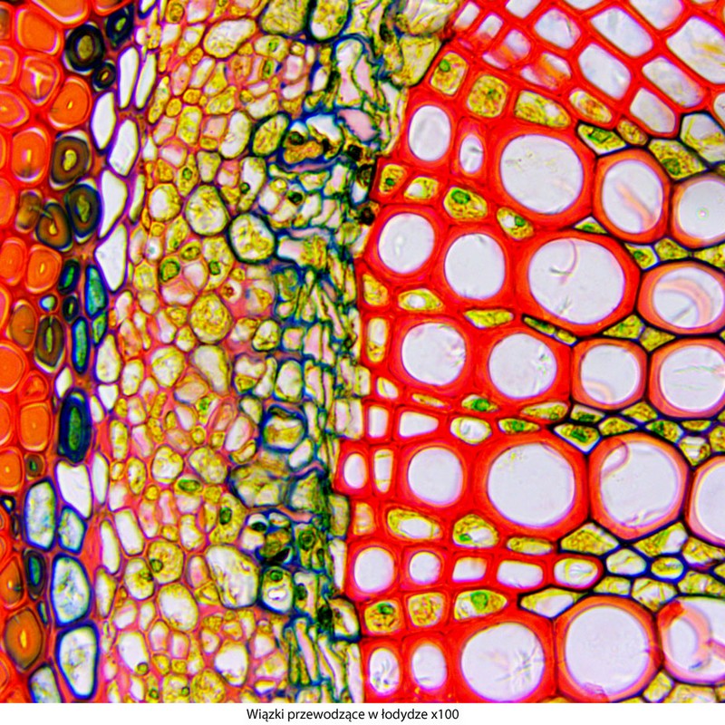 Microscop biologic binocular Genetic Pro Bino, camera digitala 3MP ...