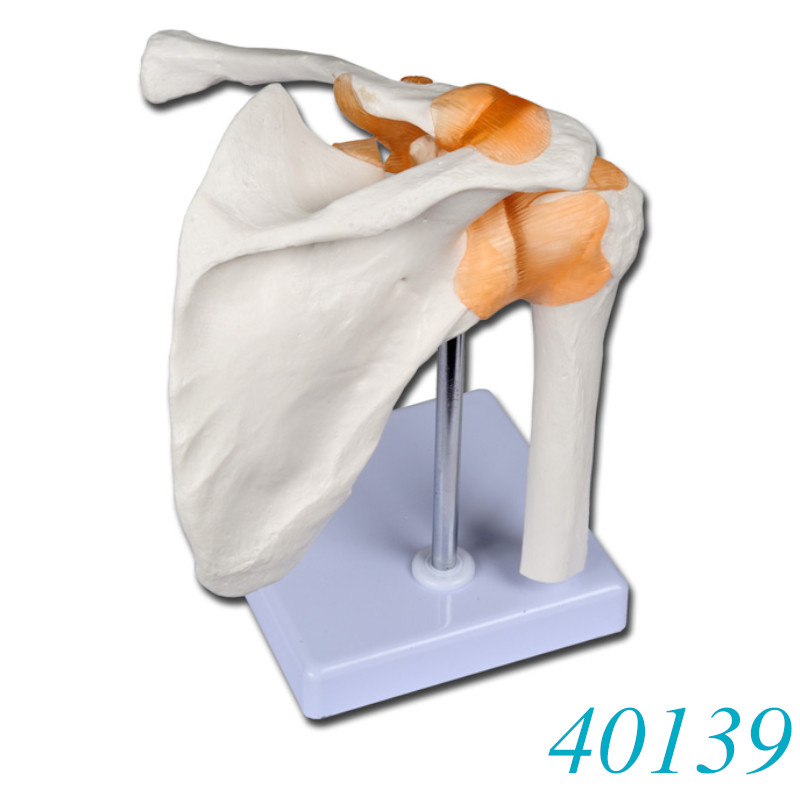 Modele anatomice articulatie umar, genunchi, Anatomia corpului uman ...