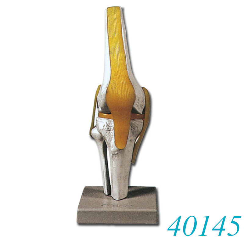 Modele anatomice articulatie umar, genunchi, Anatomia corpului uman ...