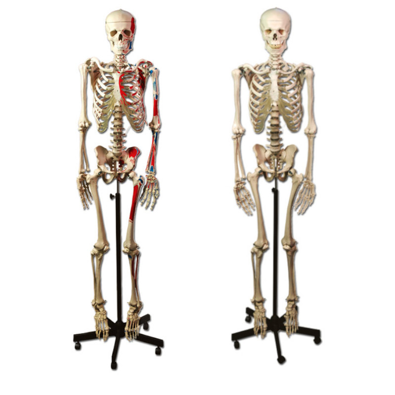 Modele anatomice schelete umane, inaltime 170 cm, Anatomia corpului ...