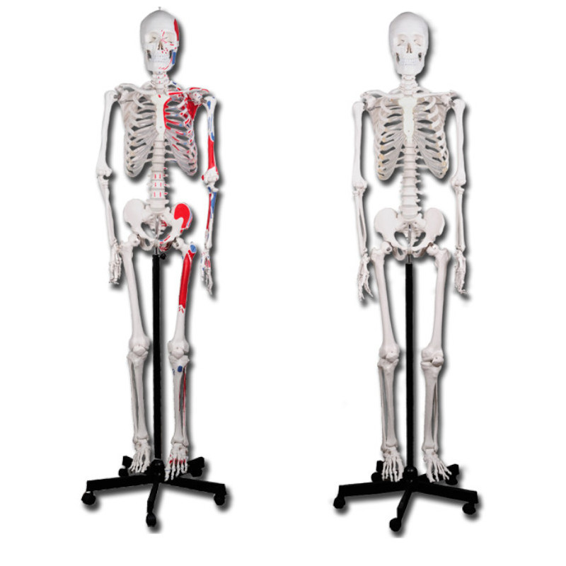 Modele anatomice schelete umane, inaltime 180 cm, Anatomia corpului ...