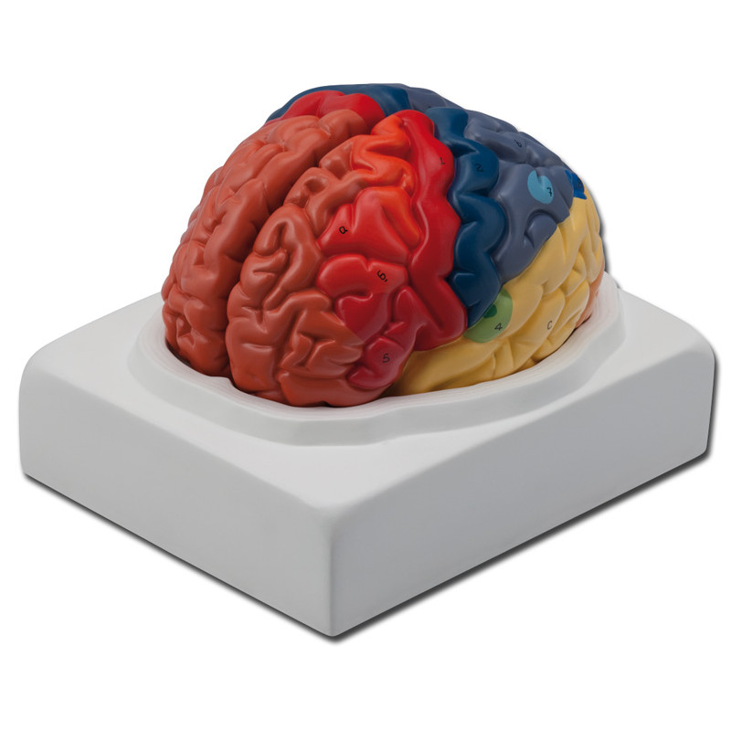 Model anatomic creier uman, Anatomia corpului uman, PRODUSE MEDICALE